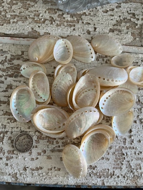Home & Hobby Craft Supplies & Tools - Small Abalone Shell Beach Wedding ...