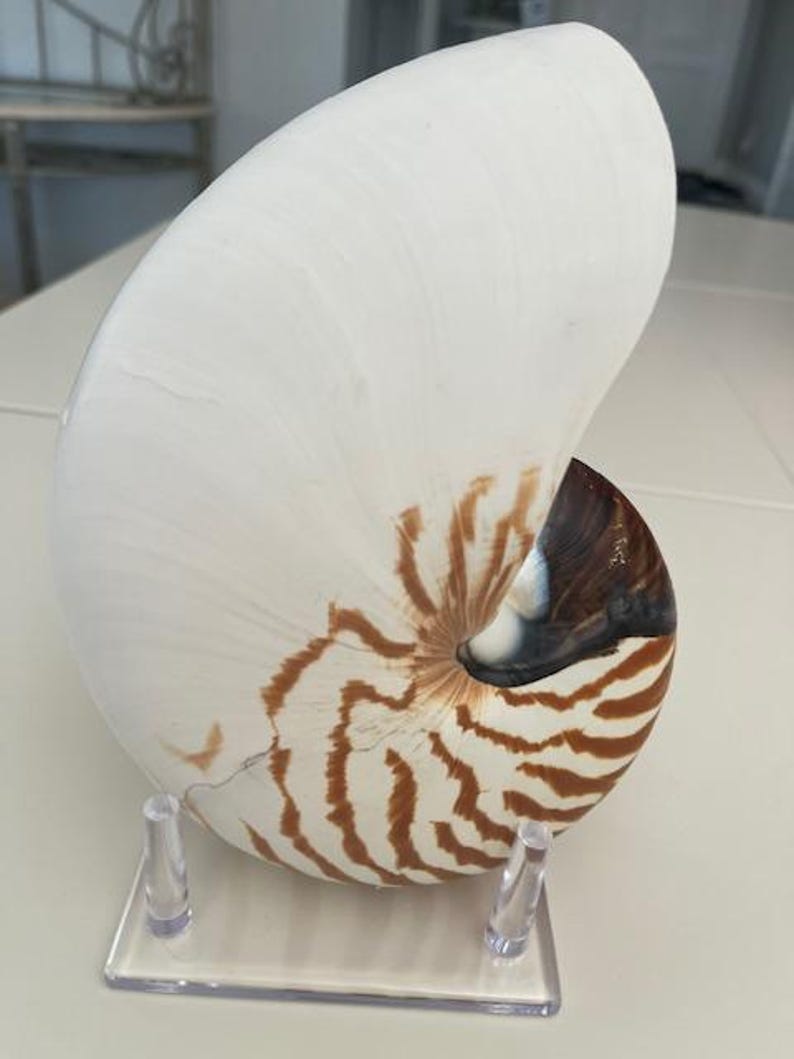 Rare Xlarge Natural Nautilus Shell - Large Nautilus - Coastal Home ...