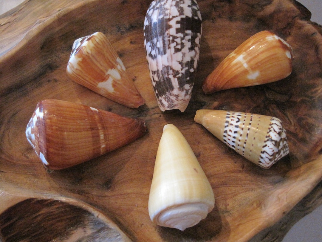 Cone Shells (6) - Assorted Cone Shells - Seashell Supply - Craft Shells ...