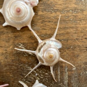 Imperfect Guildfordia Yoka Shell - Specimen Shells - Crafters Seashells ...