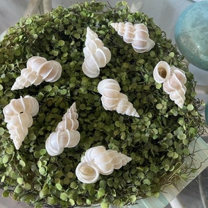 Rare XL Precious Wentletrap Seashell (2 1/4" - 2.5") -extra Lg Specimen ...