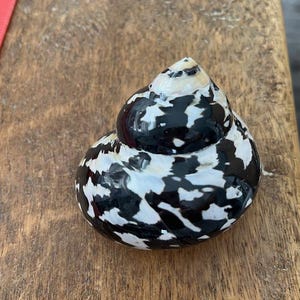 XL Magpie Turbo Shell (1 Pc)- Hermit Crab Shell - Large Opening Sizes ...