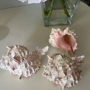 Beach Decor Pink Murex Shell (1) - Murex Shell - Seashells - Seashell ...