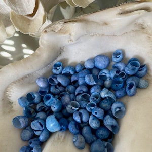 Dark Blue Dyed Bubble Shells (25 Pcs) - Craft Shells - Coastal Home ...