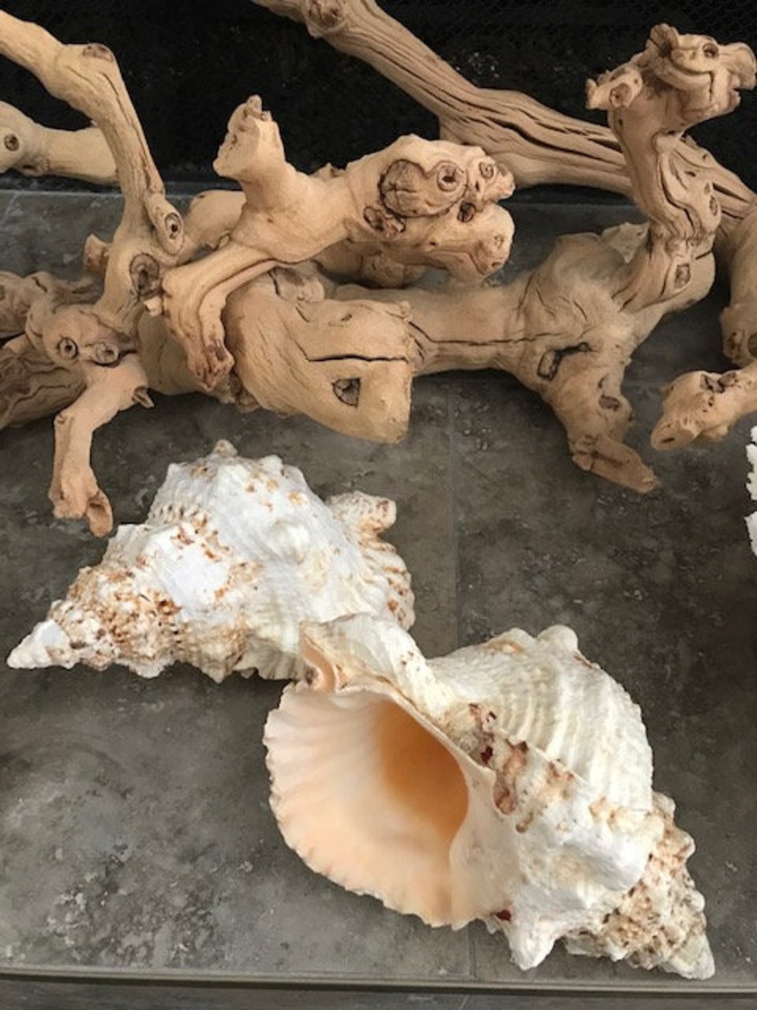 Beach Decor Frog Shell - Large Frog Shell - Coastal Home Decor ...