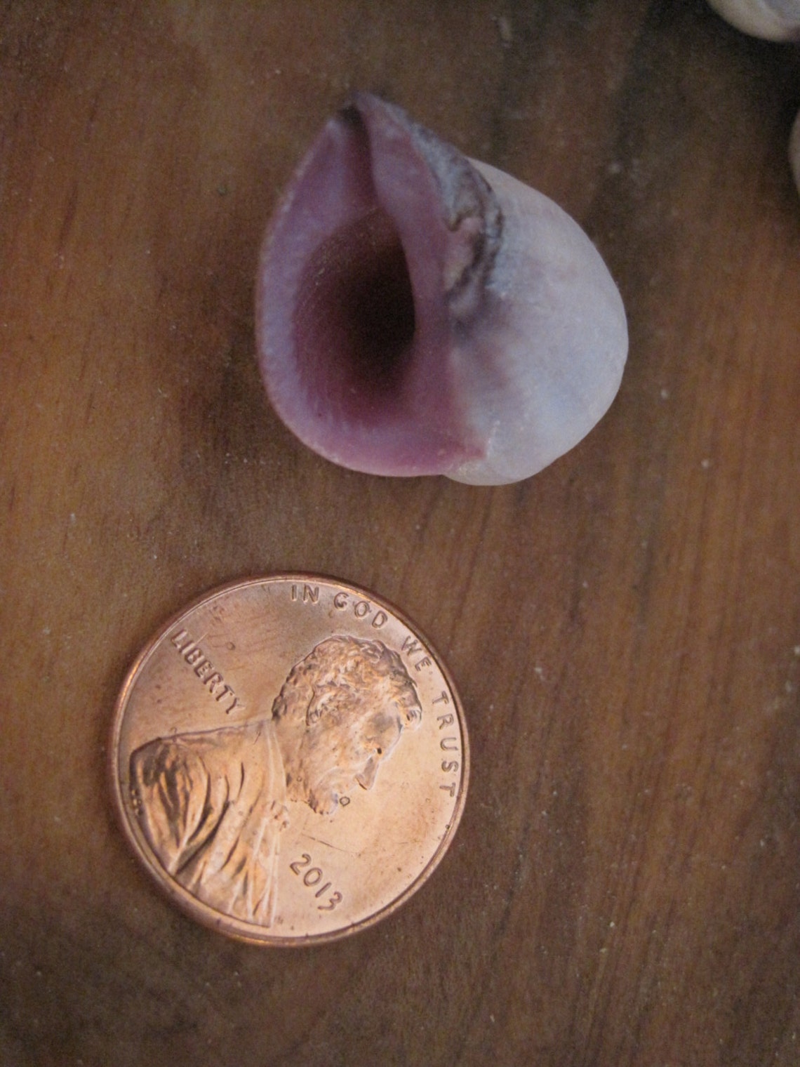 Cebu Beauty Shells 25 Coastal Home Decor Seashells | Etsy