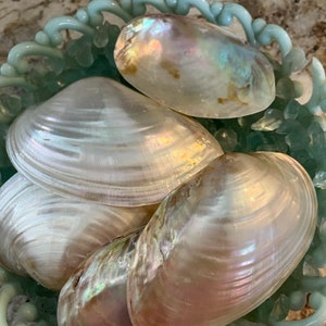 Beach Decor White Pearlized Clam Shell Halves (3 Pcs) - Polished Clam ...