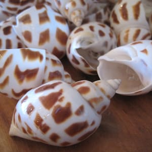 Beach Decor Babylonia Shells (3) - Seashell Supply - Beach Wedding ...