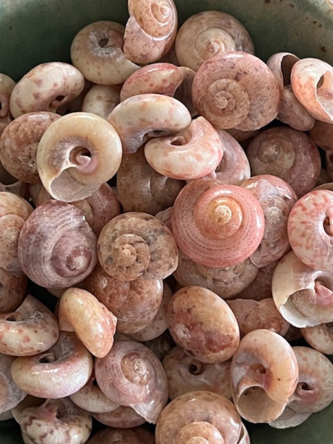 Pink Pearl Umbonium Shells (10 Pcs) - Large Pink Umboniums - Craft ...