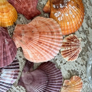 Imperfect Pectin Scallop Shells (12 PC)- Seashells - Beach Decor ...
