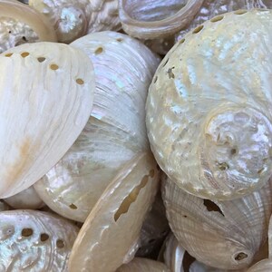 Imperfect Bulk Abalone Shells - Bulk Abalone Shells - Seashell Supply ...