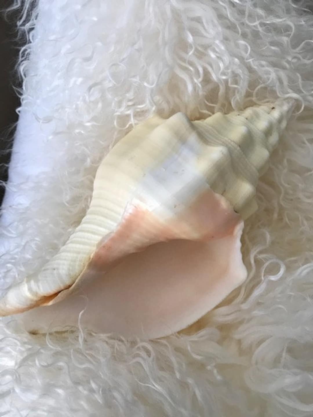 Beach Decor Chank Shell - Large Chank Shell - Coastal Home Decor ...