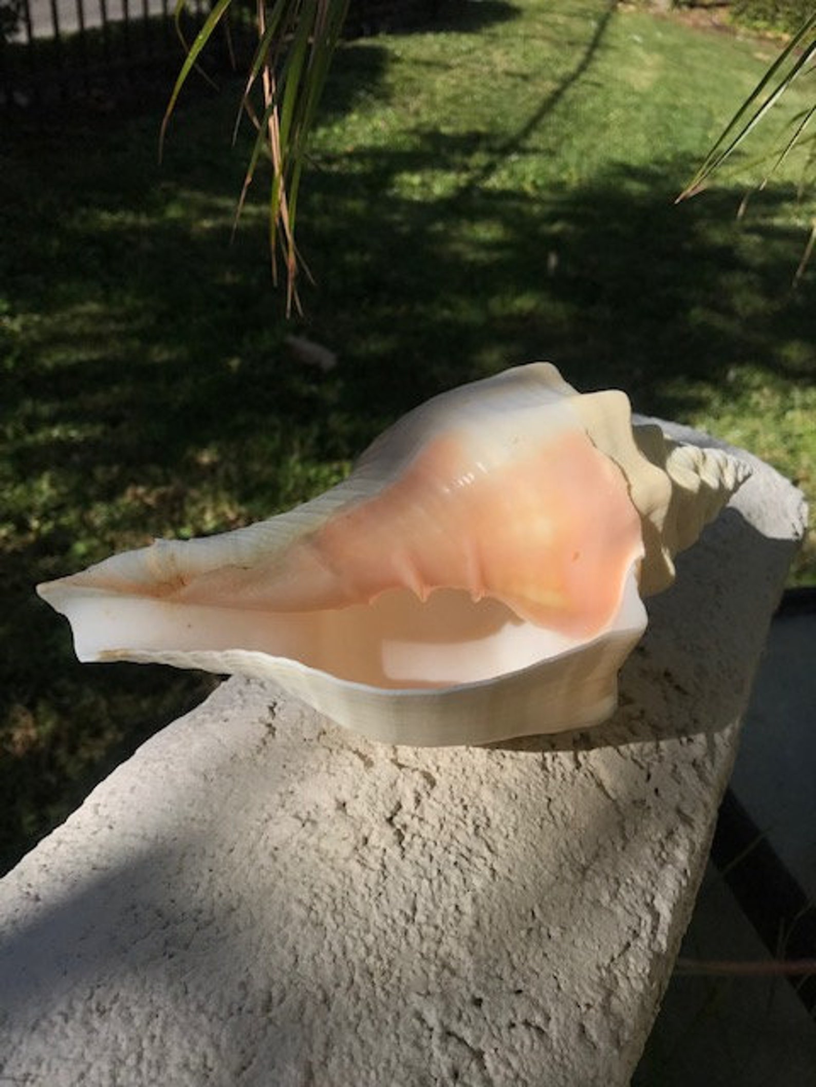 Beach Decor Chank Shell Large Chank Shell Coastal Home - Etsy