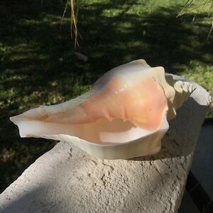 Beach Decor Chank Shell - Large Chank Shell - Coastal Home Decor ...