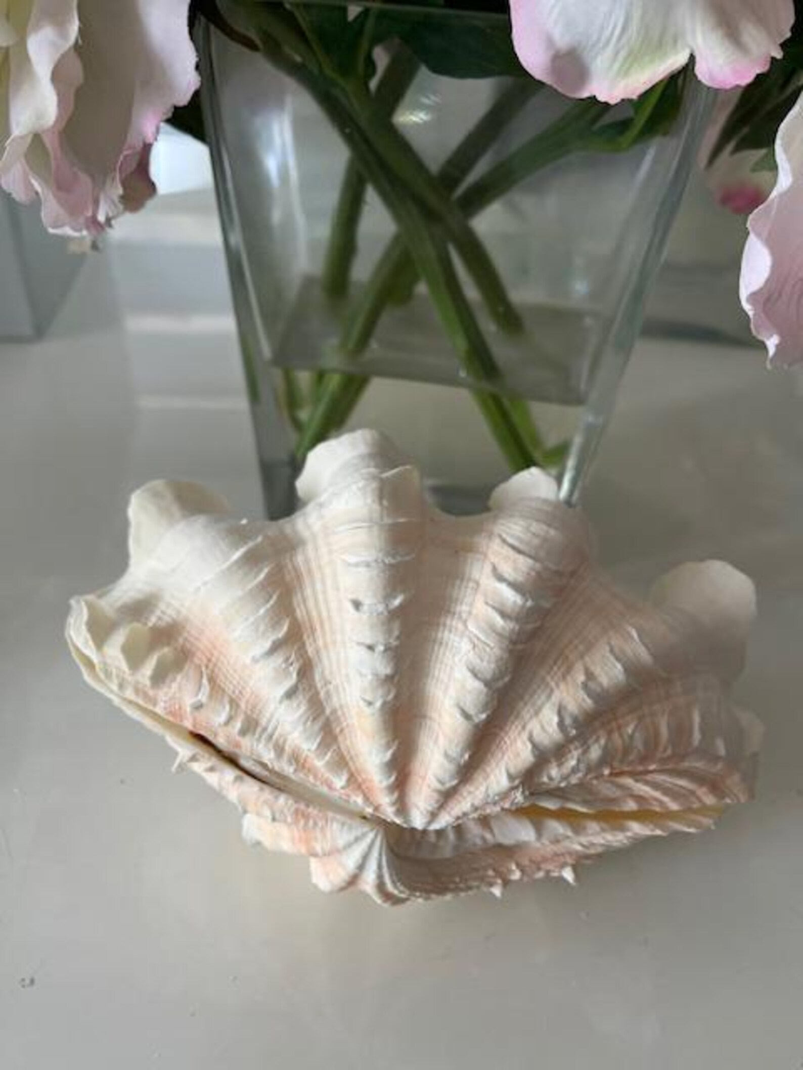 Double Squamosa Rare Clam Shell Pale Peach and White Double Clam Shell ...