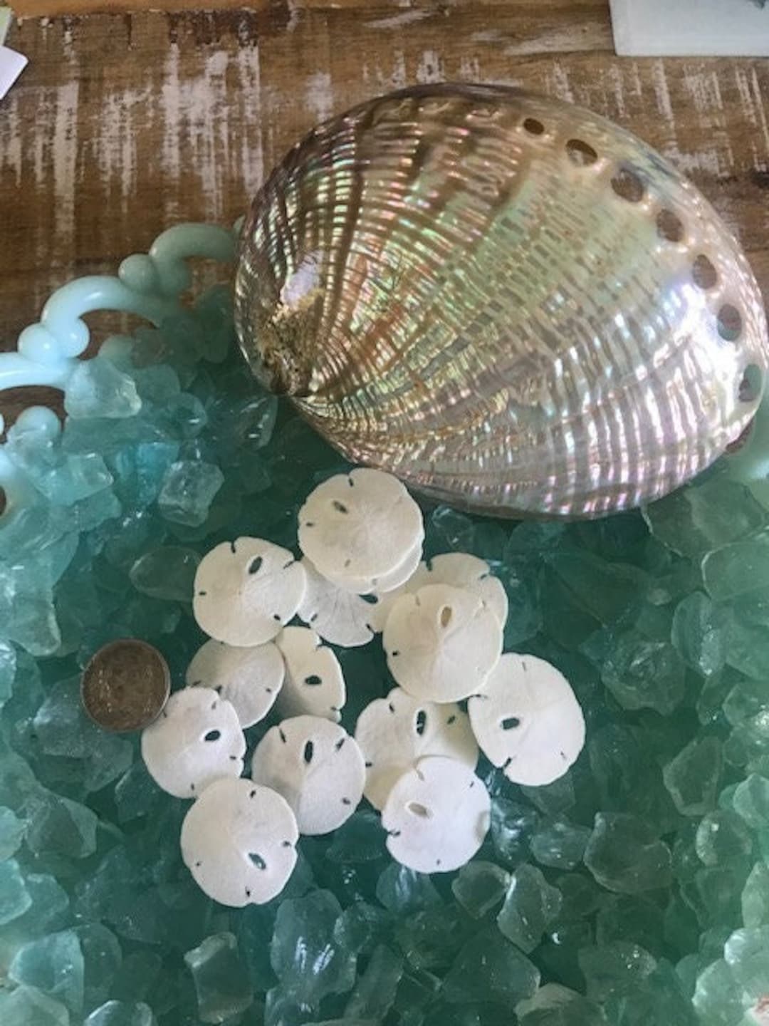 20 Extra Tiny Sand Dollars - Seashell Supply - Extra Tiny Sand Dollars ...