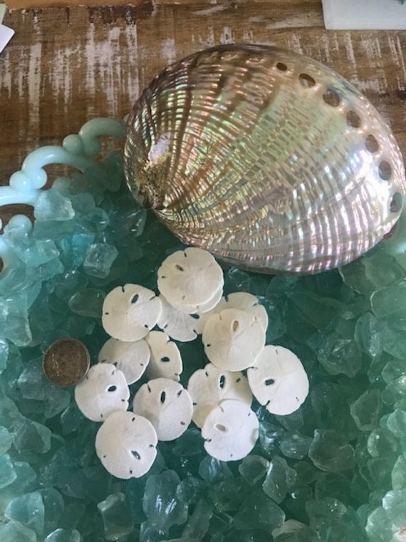 20 Extra Tiny Sand Dollars Seashell Supply Extra Tiny Sand | Etsy