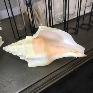 Beach Decor Chank Shell - Large Chank Shell - Coastal Home Decor ...