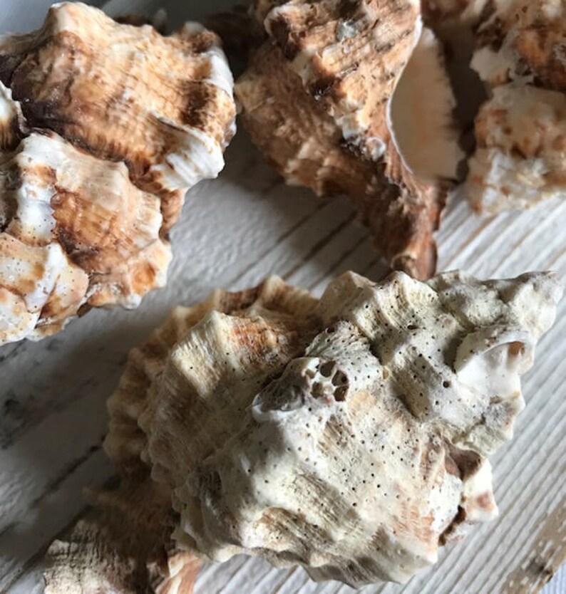 Apple Brown Murex Shells 3 Murex Shells Seashells | Etsy