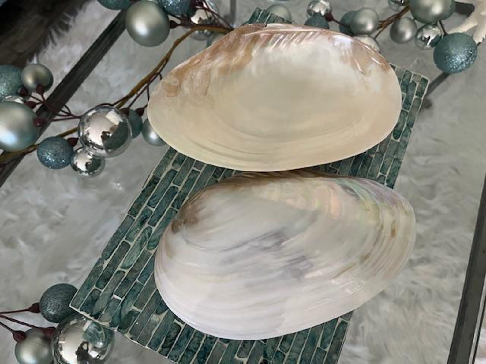 Extra Large Polished Mother of Pearl Clam Shell 9" - 10" - Beach Decor ...