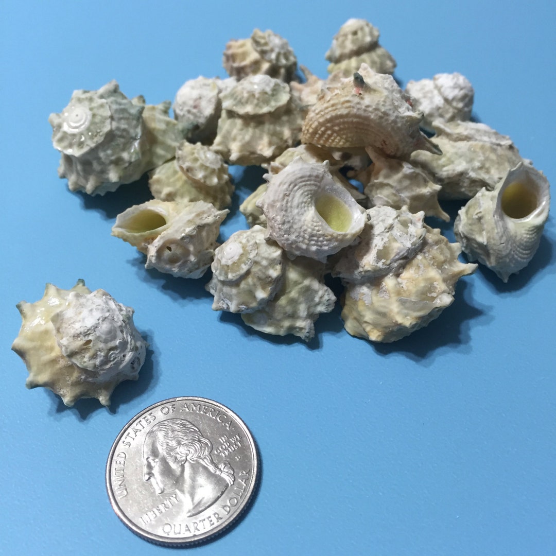 Beach Decor Spurred Turban Shells (1 Cup) - Astrea Shells - Seashell ...