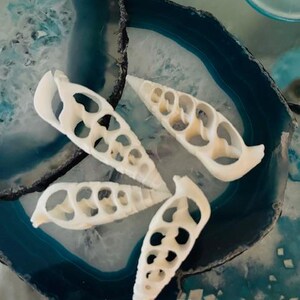 White Seashells - Center Cut White Cerithium Shells (12 Pc) - Coastal ...