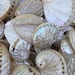 Imperfect Bulk Abalone Shells - Bulk Abalone Shells - Seashell Supply ...