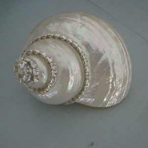 Embellished Polished Snail Shell With Swarovski Crystals - Coastal Home ...