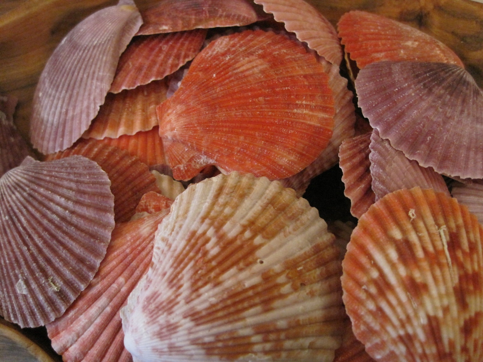 Pectin Scallop Shells 10 PC Seashells for Beach Decor - Etsy