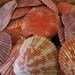 Pectin Scallop Shells 10 PC Seashells for Beach Decor Wholesale ...