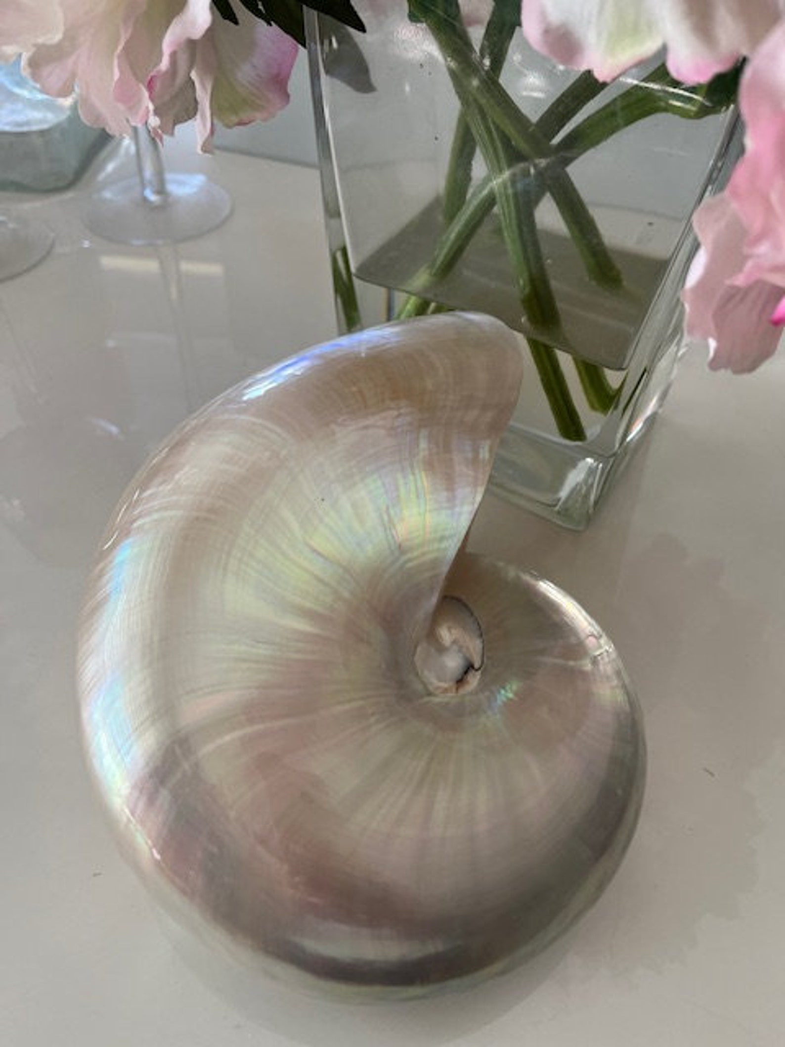 Polished Nautilus Shell Large Nautilus Shell Pearlized Nautilus Coastal ...