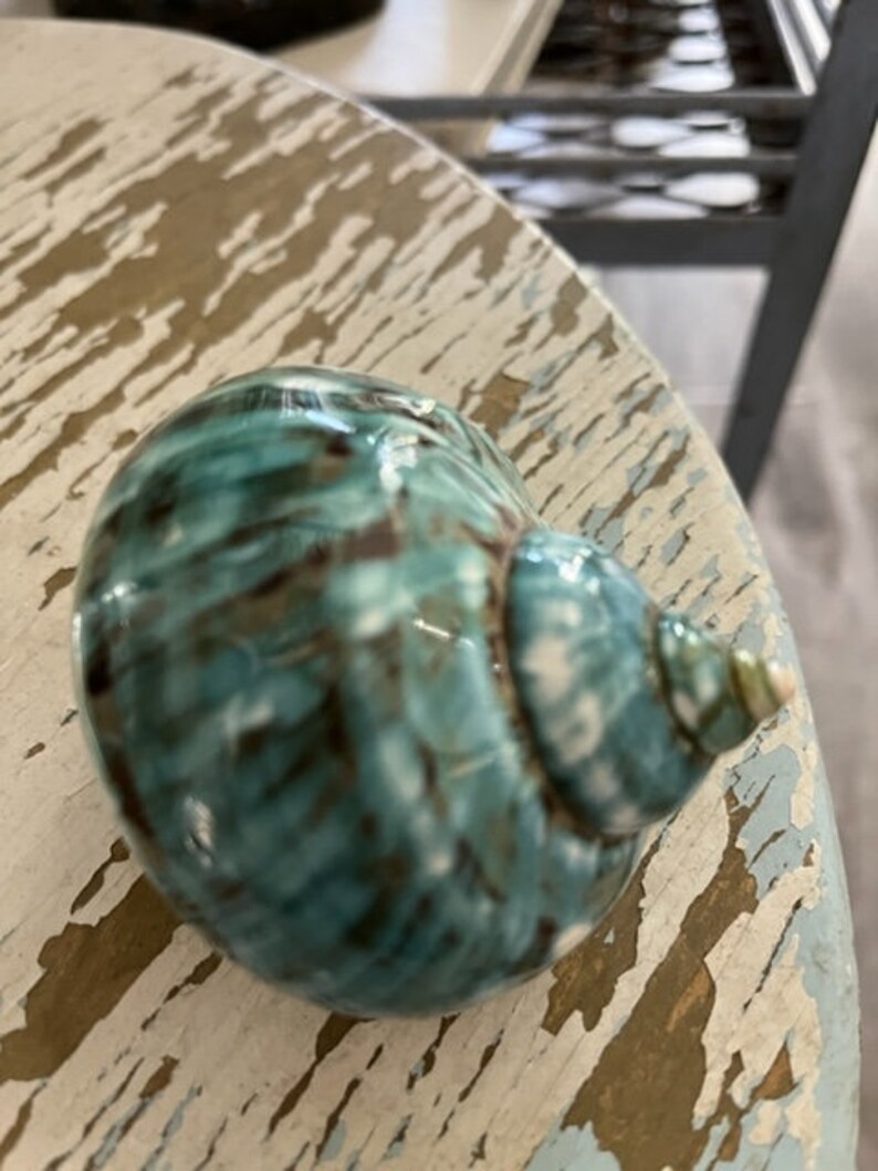 Beach Decor Turquoise Snail Shell Turbo Snail Shell - Etsy