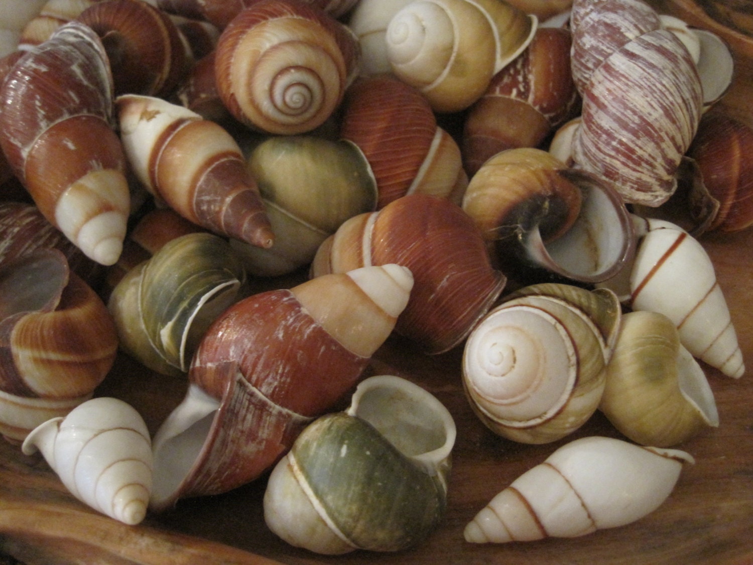 Beach Decor Assorted Snail Shells 5 Nautical Decor | Etsy