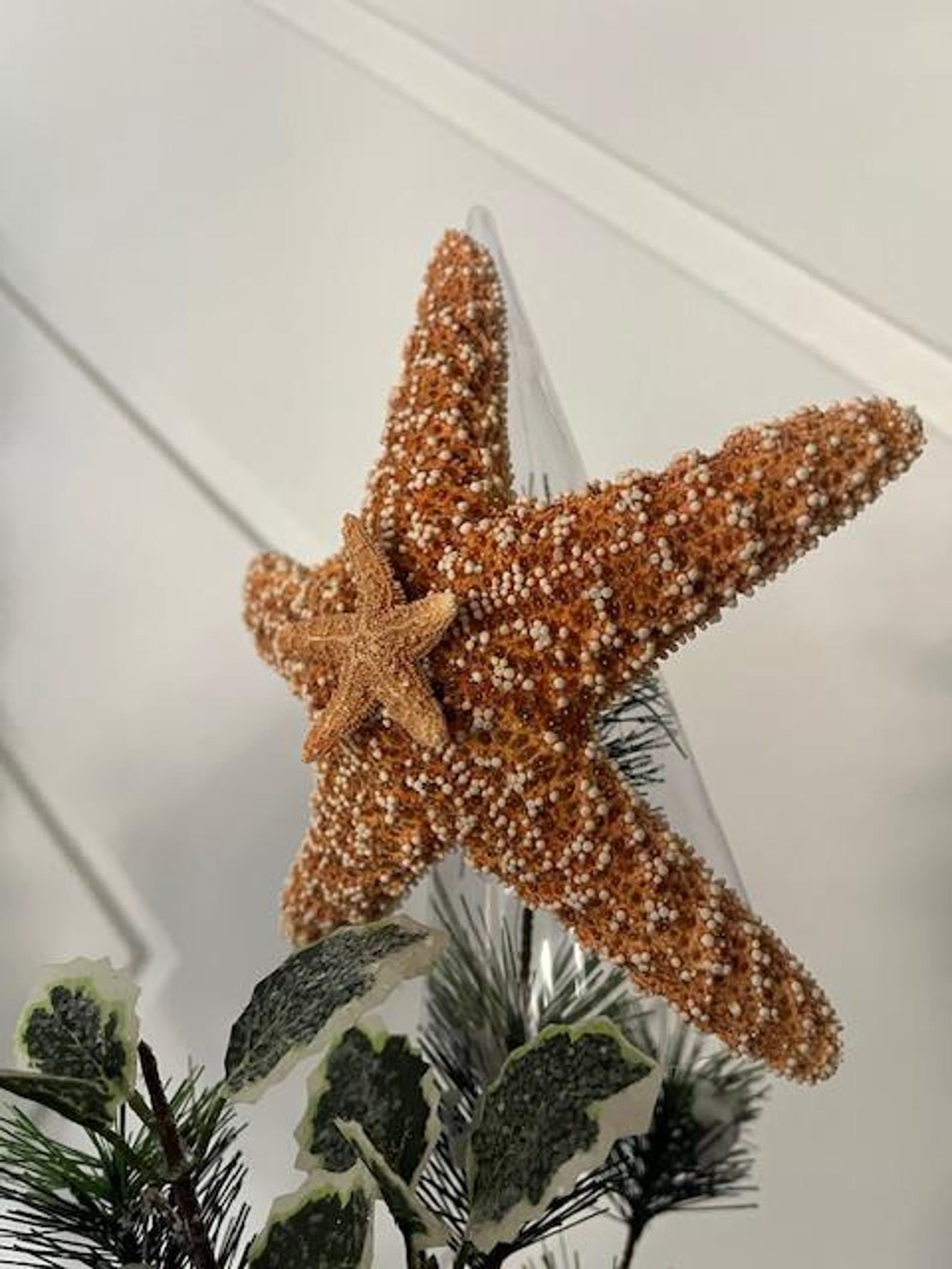Beach Decor Starfish Tree Topper - Real Sugar Starfish Christmas Tree ...