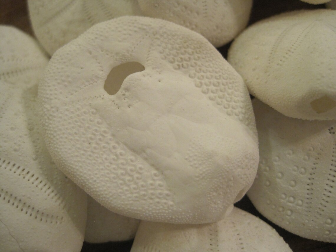 Puffy Sand Dollars 3 Seashell Supply Seashells Sand - Etsy
