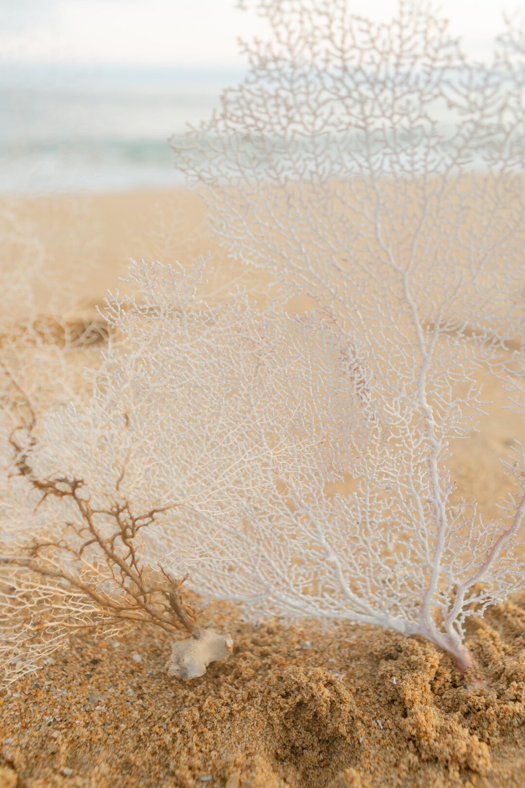 Natural White Sea Fan (1 PC) 10" - 14" High - Coastal Home Decor - Reef ...