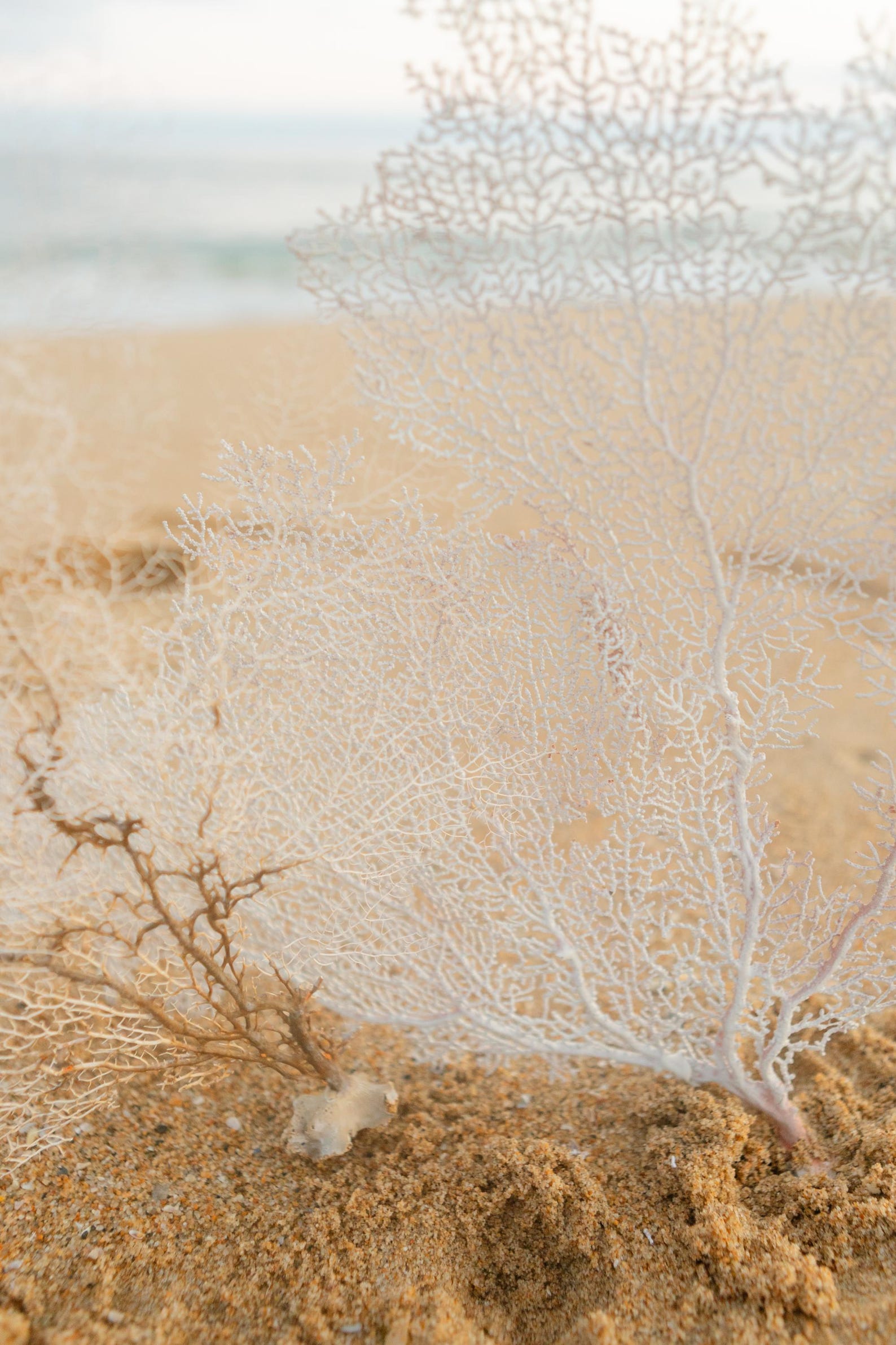 Natural White Sea Fan (1 PC) 10" - 14" High - Coastal Home Decor - Reef ...