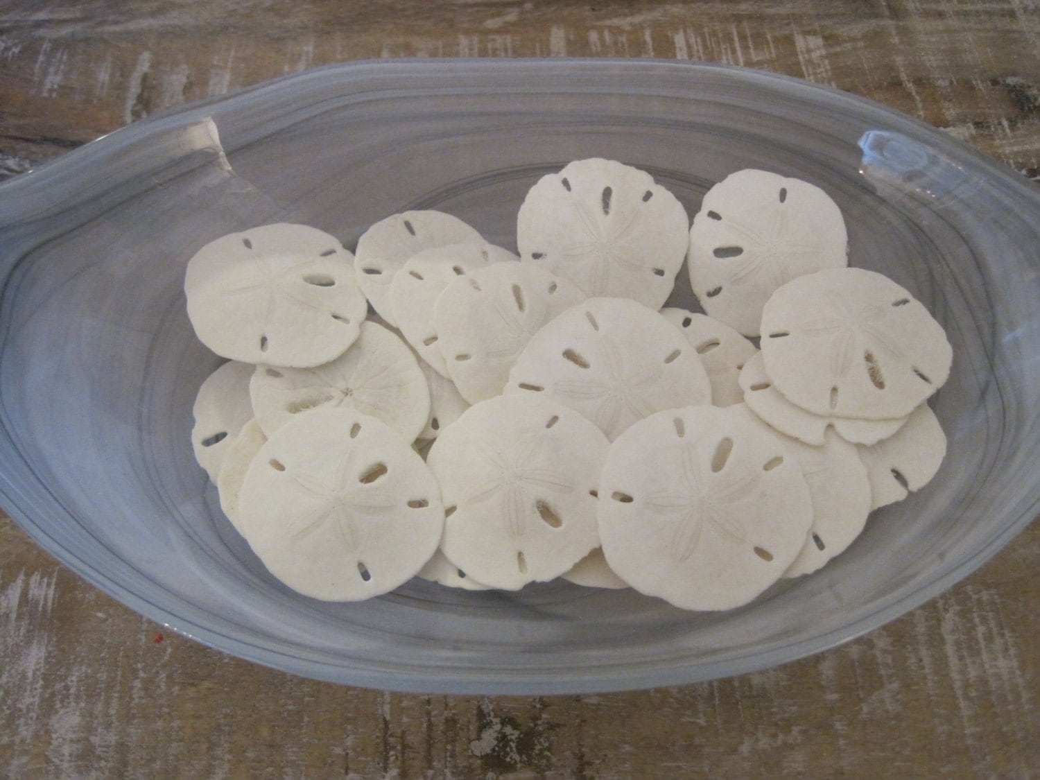 10 Extra Small Sand Dollars - 1 Inch Size - Shell Supply - Tiny Sand ...