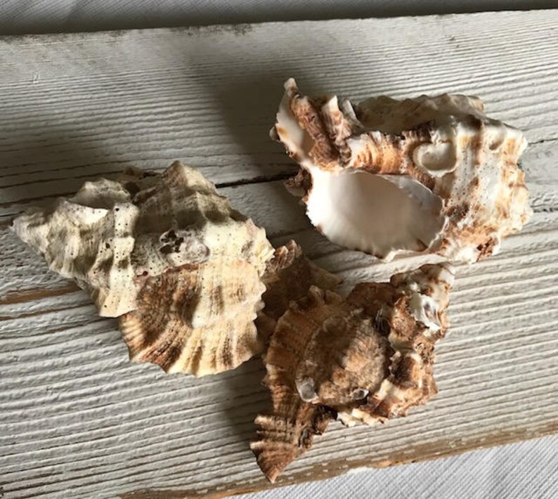 Apple Brown Murex Shells 3 Murex Shells Seashells | Etsy