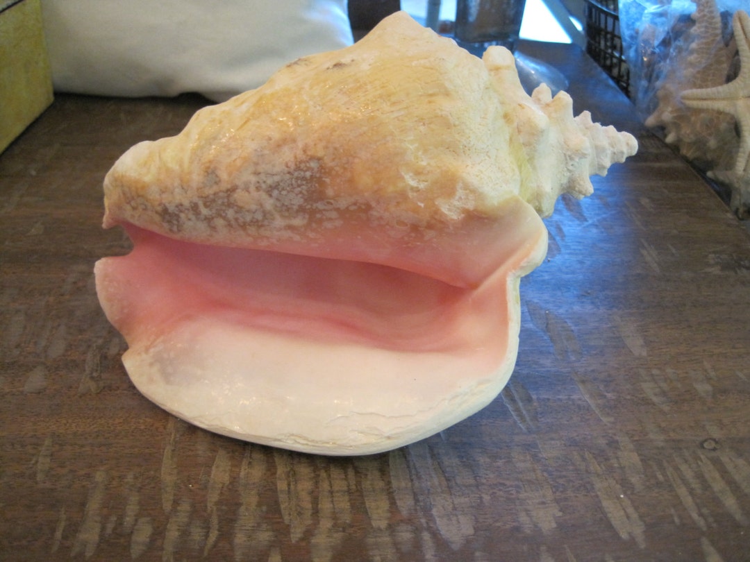 Pink Florida Conch Shell - Coastal Home Decor - Seashells - Seashell ...