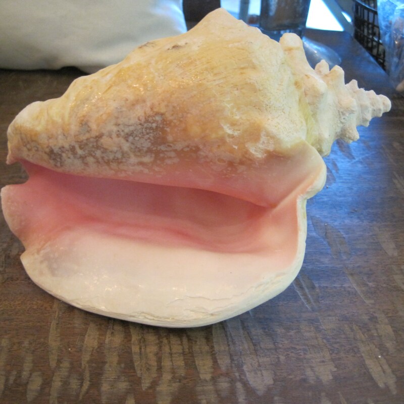 Florida Conch Shell - Etsy
