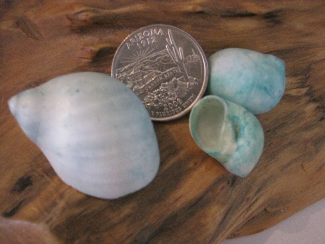 Emerald Green Dyed Bubble Shells 25 Craft Shells Coastal - Etsy
