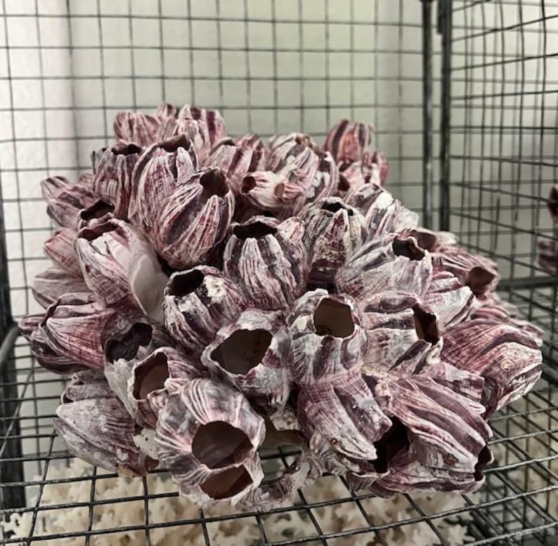 Beach Decor Large Barnacle Coral - Purple Coral - Seashells - Real ...