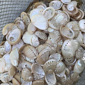 Imperfect Bulk Abalone Shells - Bulk Abalone Shells - Seashell Supply ...