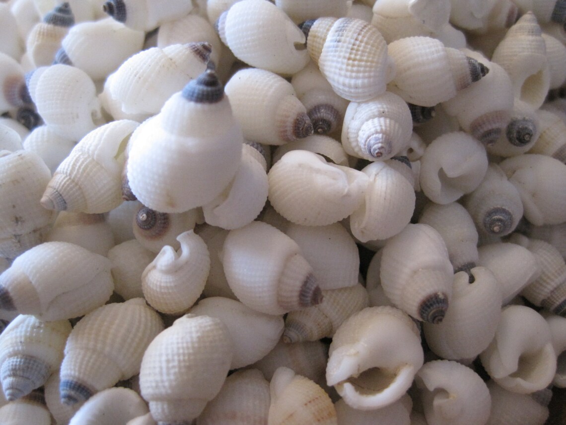 White Nipple Shells 25 Coastal Home Decor Seashells - Etsy