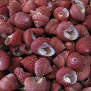 Strawberry Top Seashells (10) - Seashell Supply - Craft Seashells - Red ...