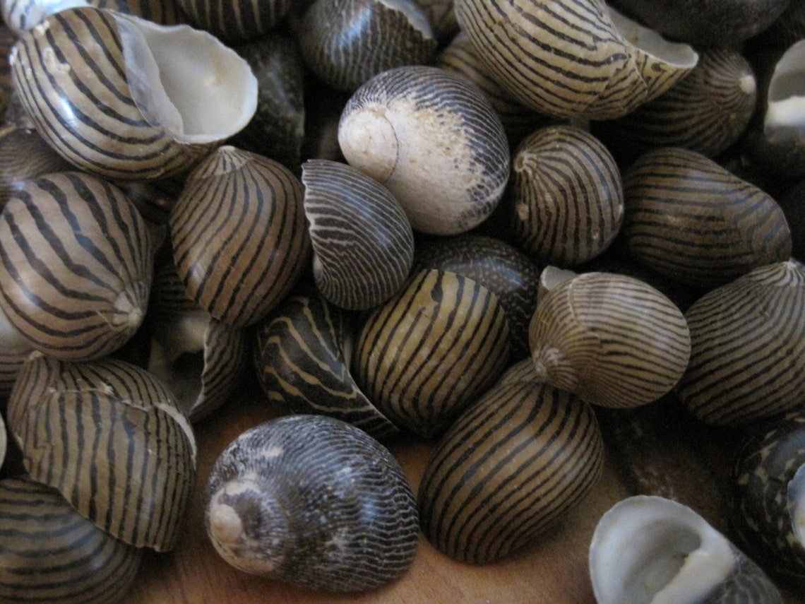 Mixed Nerita Columbella Snails (50) - Coastal Home Decor - Seashells ...
