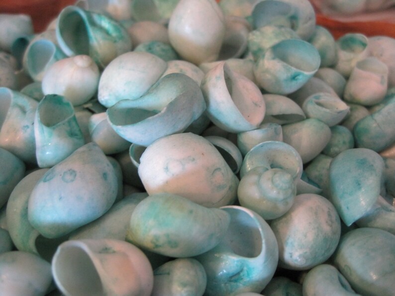 Emerald Green Dyed Bubble Shells 25 Craft Shells Coastal - Etsy