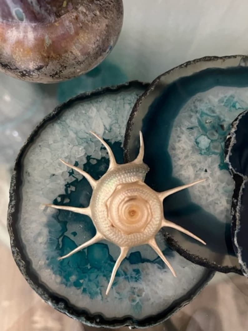 Rare Guildfordia Yoka Shell Specimen Shell Back in Stock - Etsy Australia