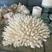 Beach Decor Table Coral Coral Seashells Beach Decor Coastal Home Decor ...